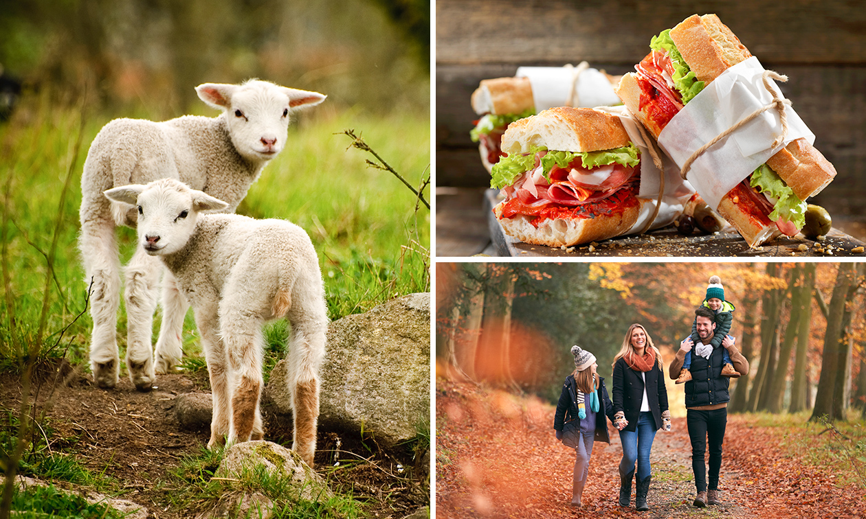 Schaapskooi Schaap & Zo, Wandelarrangement + lunch to go bij Schaap ...